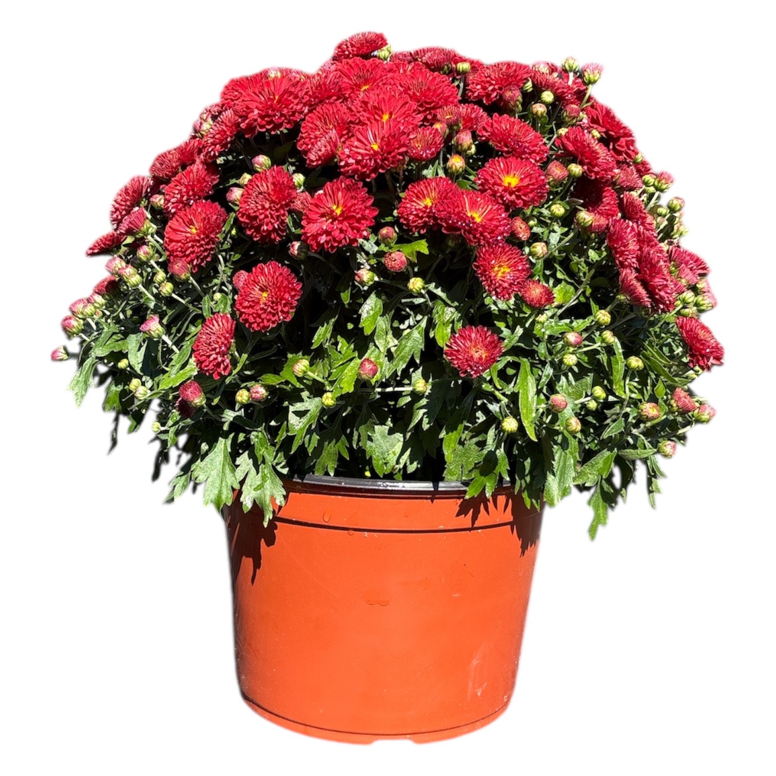 Mum 9" Red Pot - MassMulch