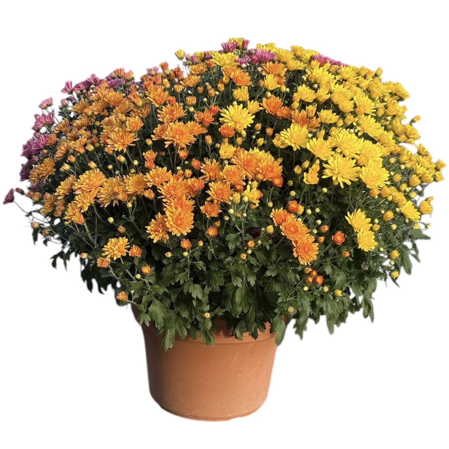 Mum 12" Multi- Colored Pot - MassMulch