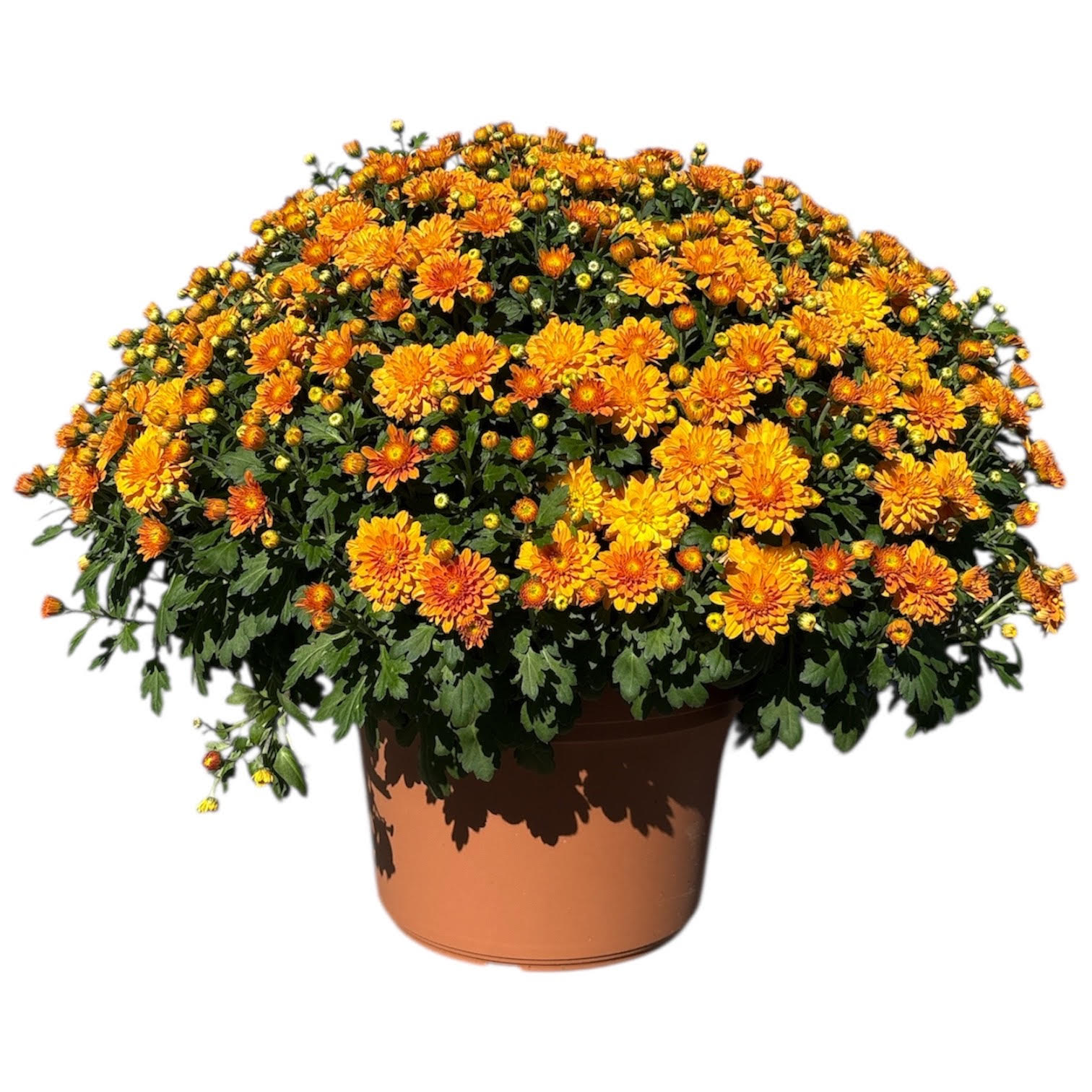 Mum 12" Orange Pot - MassMulch