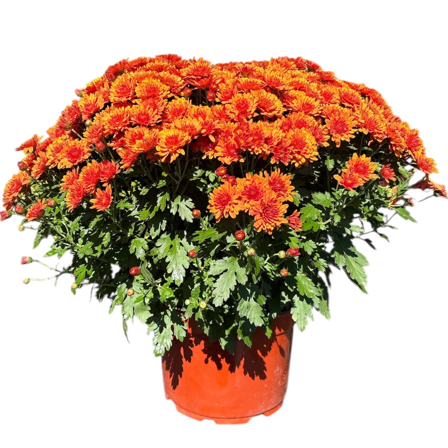 Mum 9" Orange Pot - MassMulch